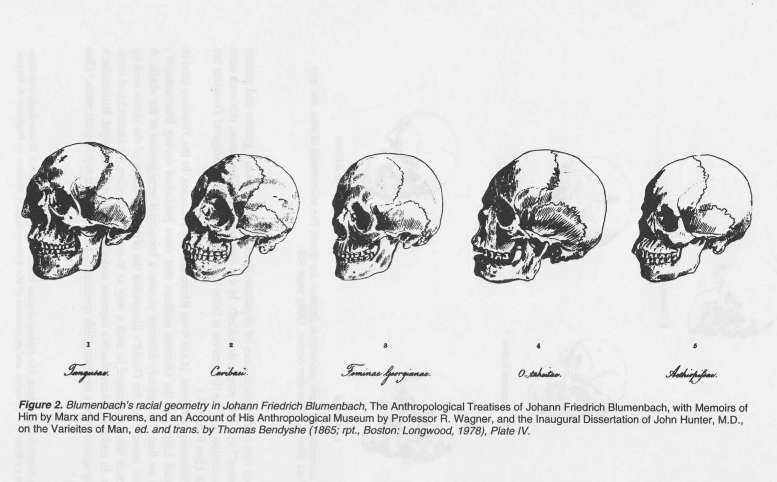 Biological races in Human หรือ Human subspecies ถือเป็น ...